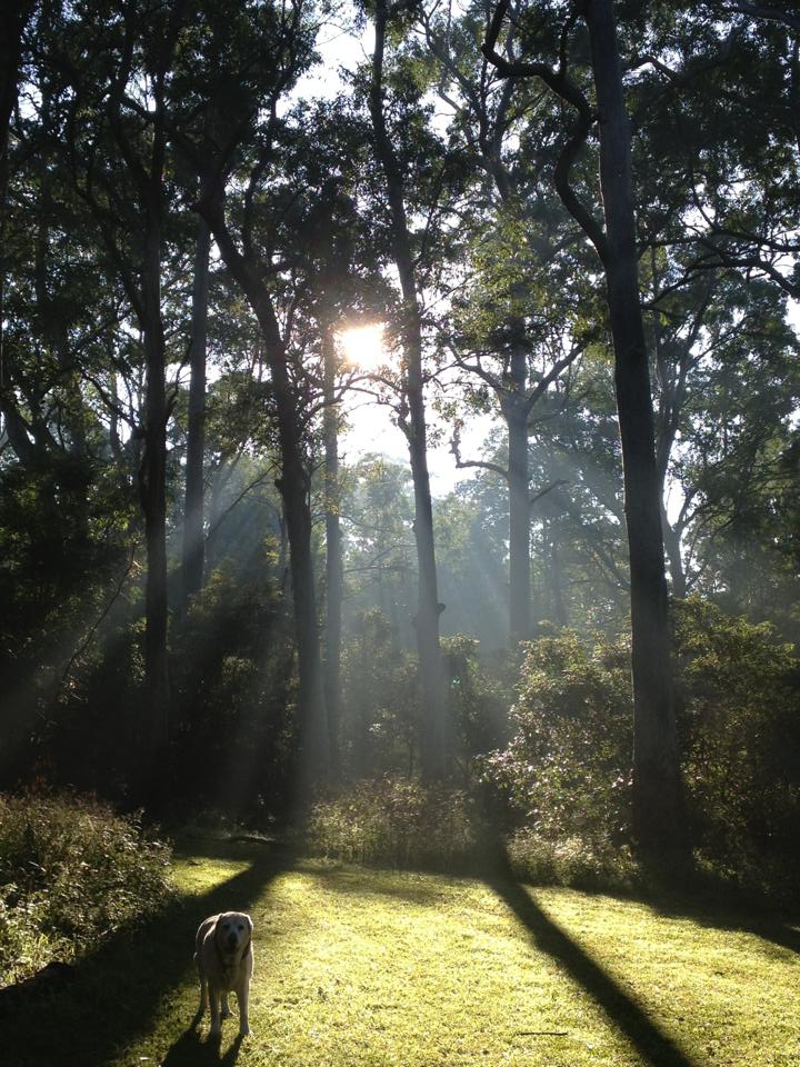 Komorebi: Sunshine filtering through trees by Colleen Keating - colleen ...