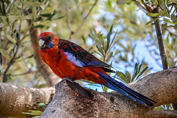 crimson rosella - colleen keating