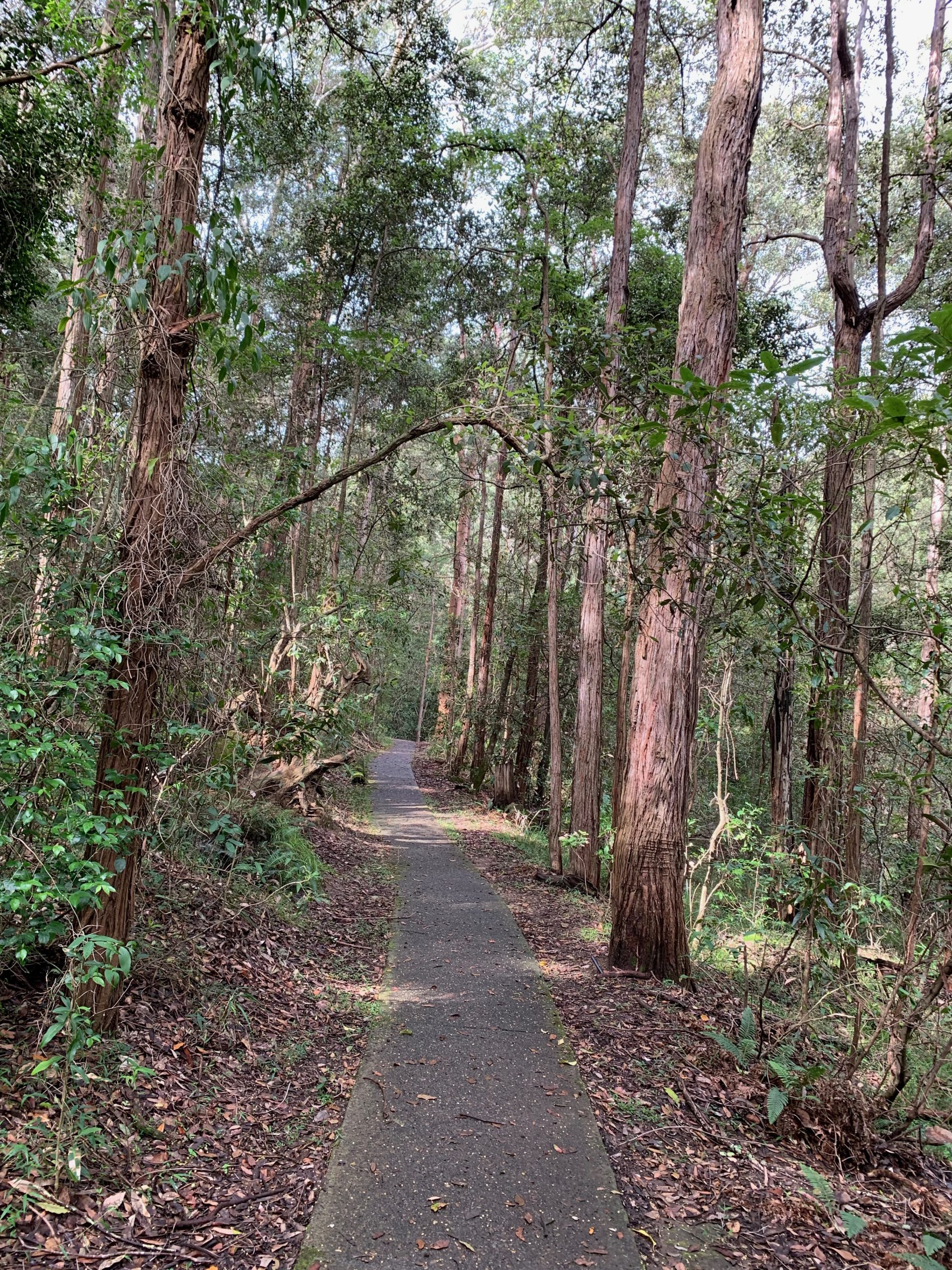 Walking Tracks - colleen keating