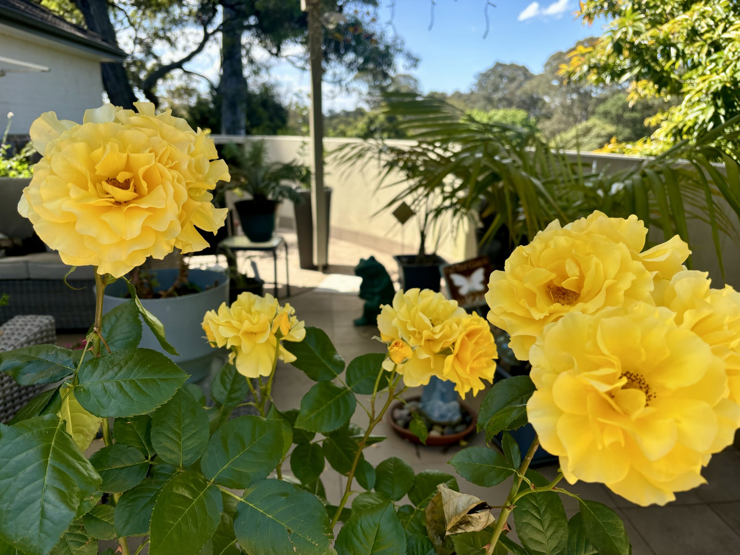 A poem about my rose that burst into new life while I turned my back ...